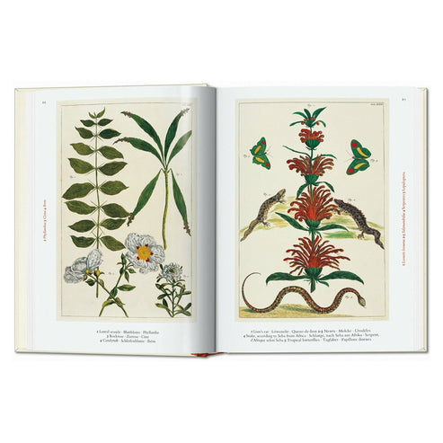 Albertus Seba: Cabinet of Natural Curiosities. 40th Ed. – The Drawing ...